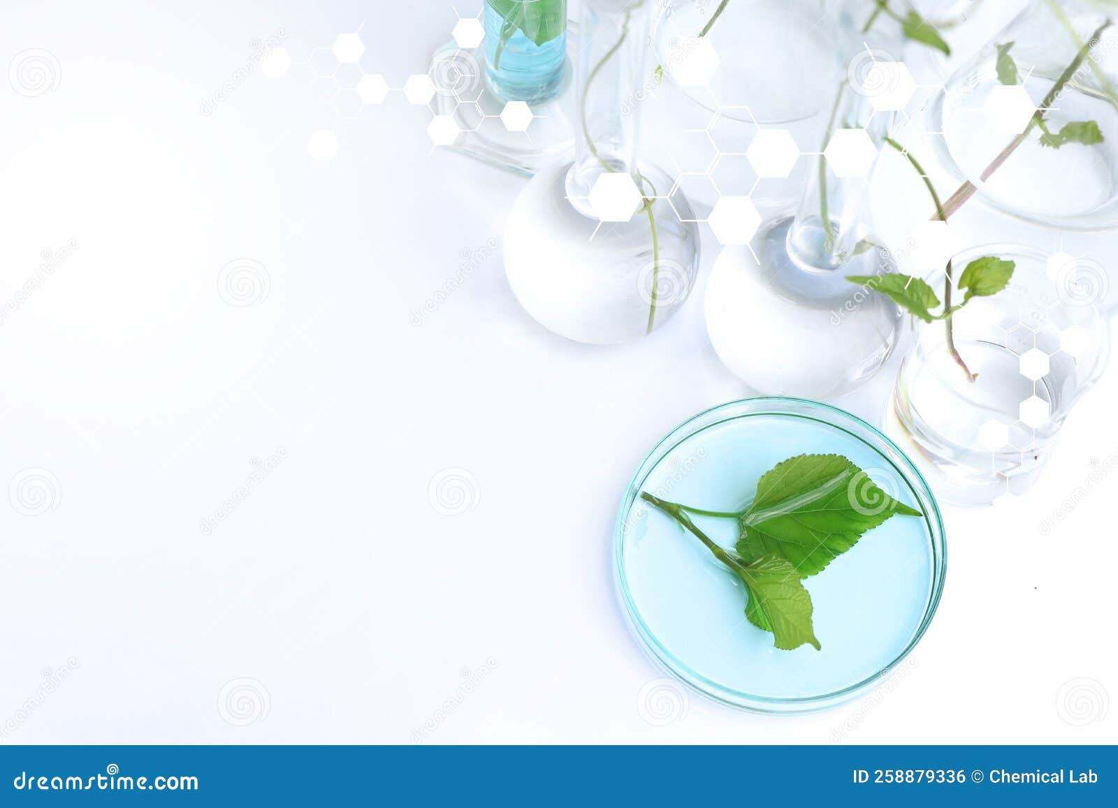Laboratory Biology Experiments with Green Plants, Science Experiment ...