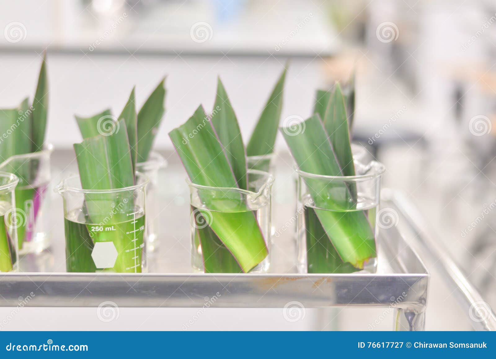 Laboratory biology testing stock image. Image of energy - 76617727