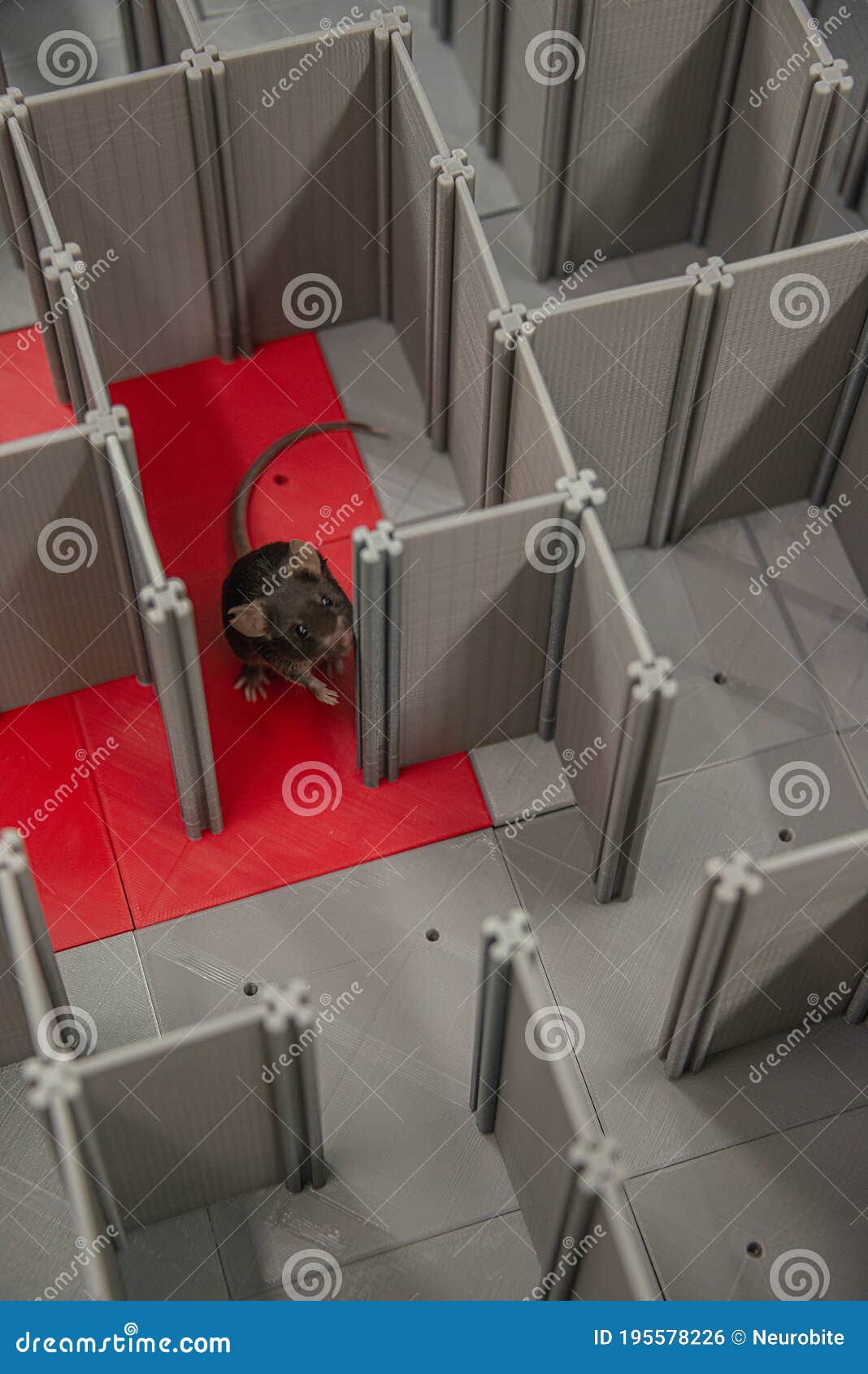 Laboratory Black Mouse is Navigating in a Plastic 3D Printed Labyrinth ...
