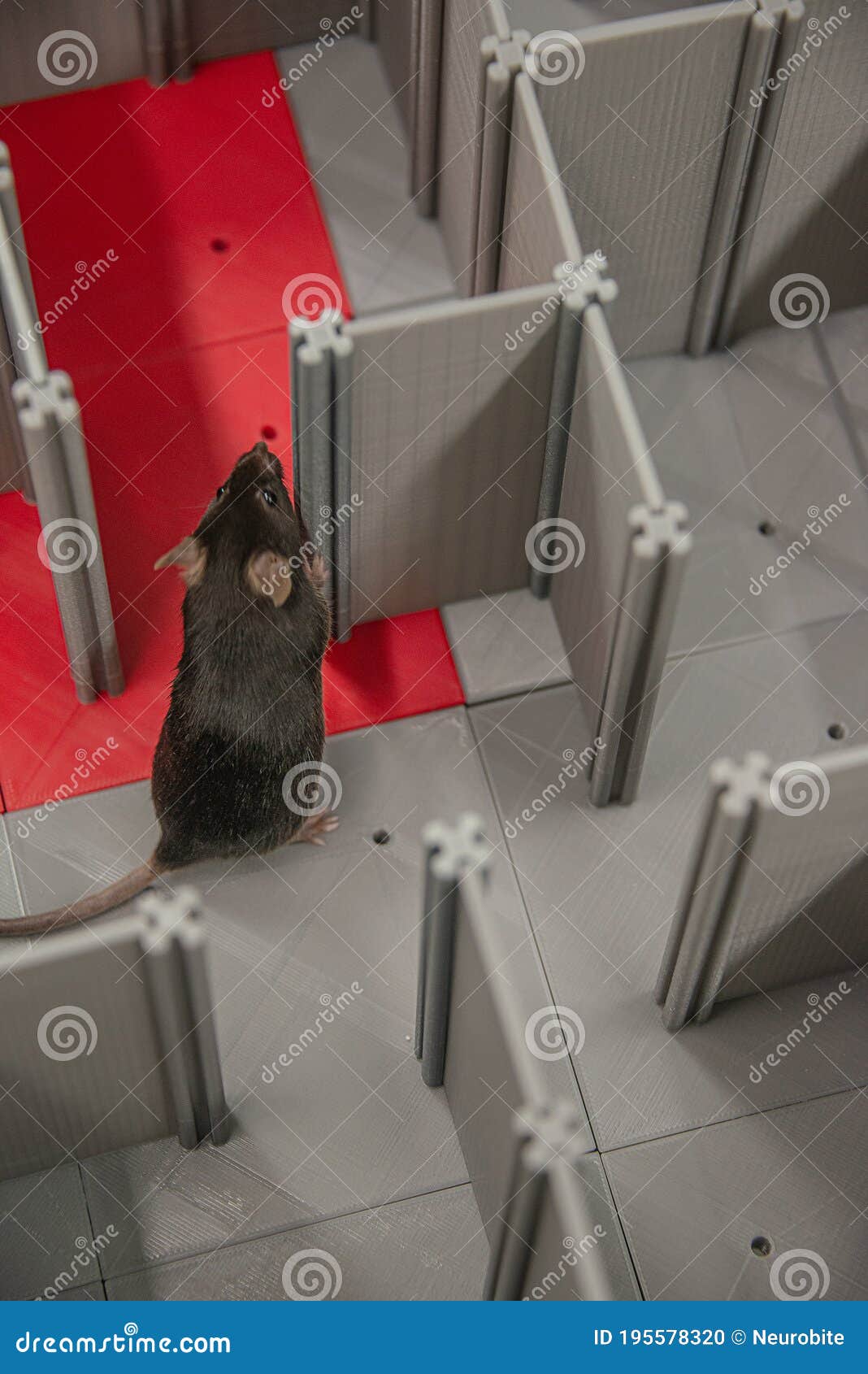 Laboratory Black Mouse is Navigating in a Plastic 3D Printed Labyrinth ...