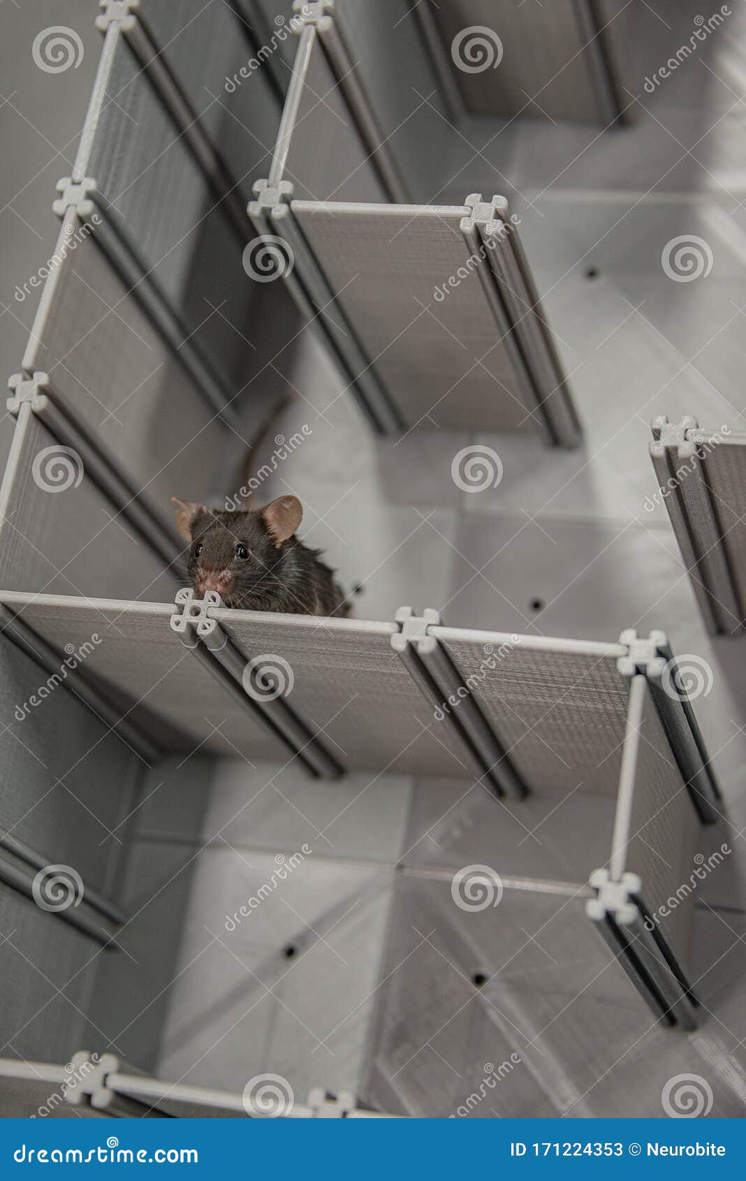Laboratory Black Mouse Is Navigating In A Plastic Labyrinth In Lab ...