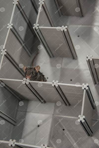 Laboratory Black Mouse is Navigating in a Plastic Labyrinth in Lab ...