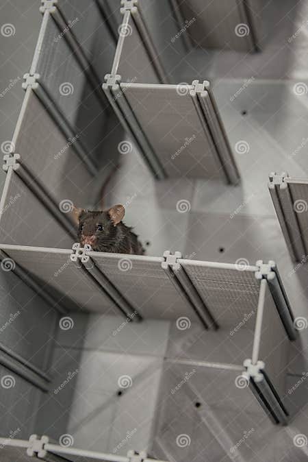 Laboratory Black Mouse is Navigating in a Plastic Labyrinth in Lab ...