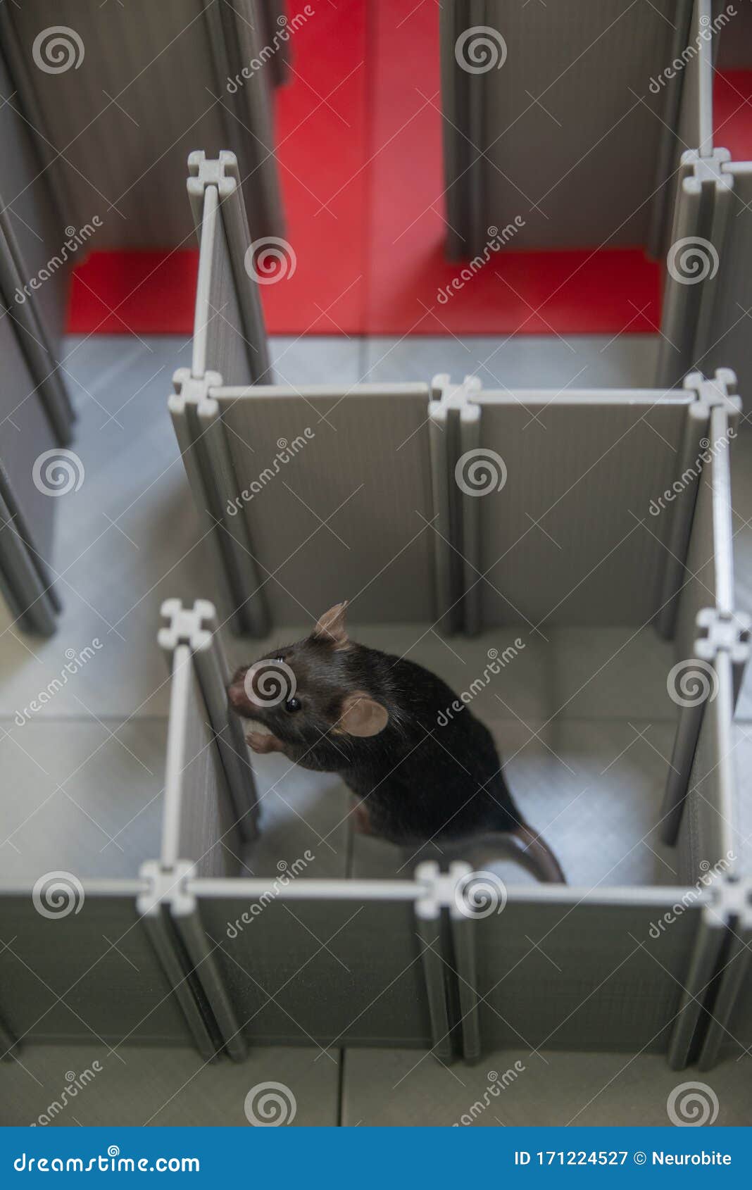Laboratory Black Mouse is Navigating in a Plastic Labyrinth in Lab ...