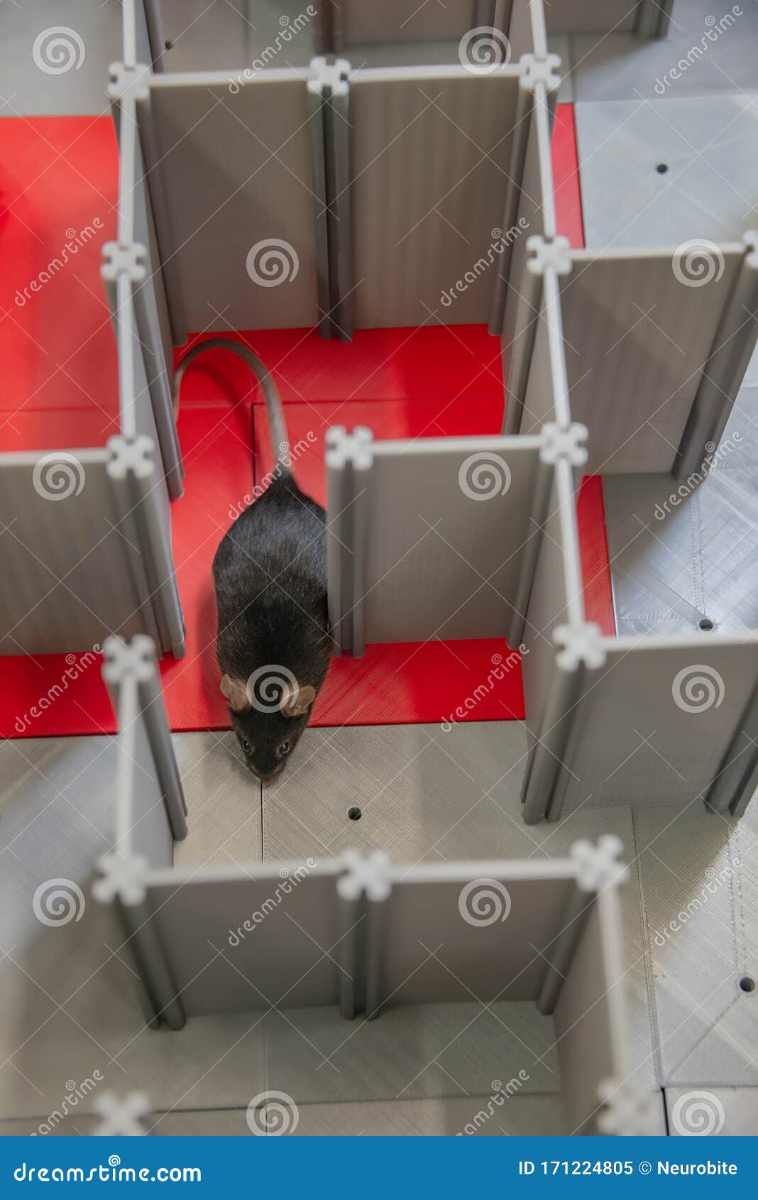 Laboratory Black Mouse is Navigating in a Plastic Labyrinth in Lab ...