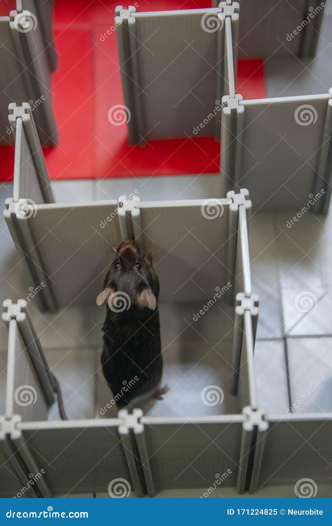 Laboratory Black Mouse is Navigating in a Plastic Labyrinth in Lab ...
