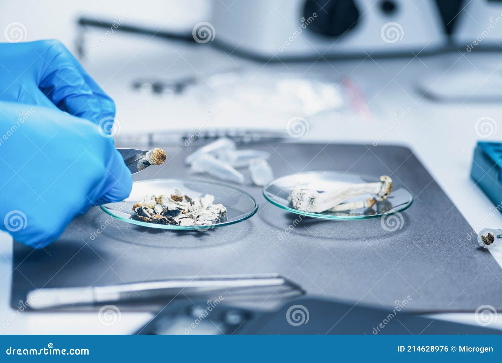 Laboratory Experiment, Preparing Micro Doses Psilocybin, a Derivative ...