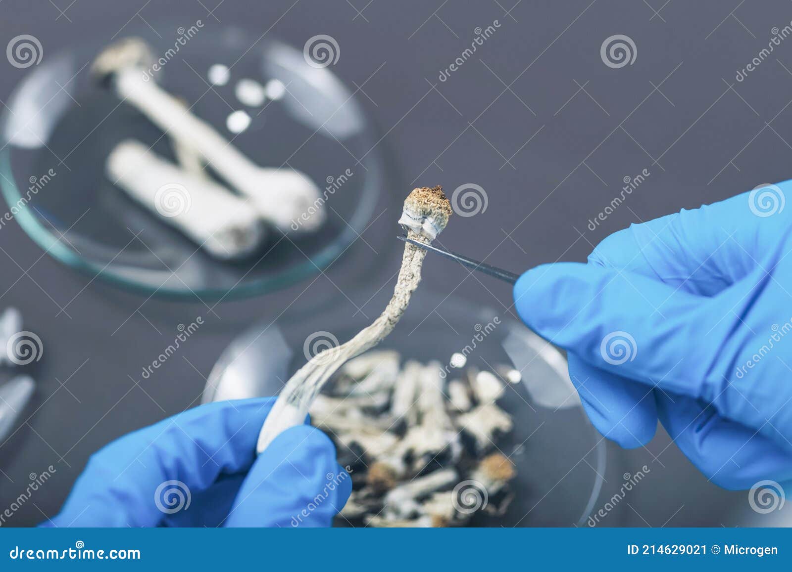 Laboratory Experiment, Preparing Micro Doses Psilocybin, a Derivative ...