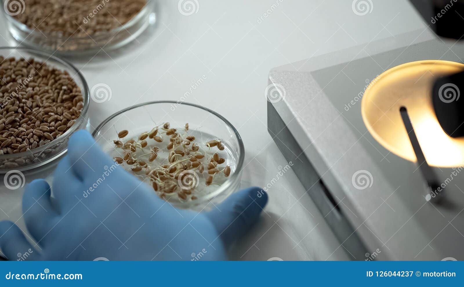 Laboratory Expert Breeding Modified Varieties of Crops, Organic Grain ...