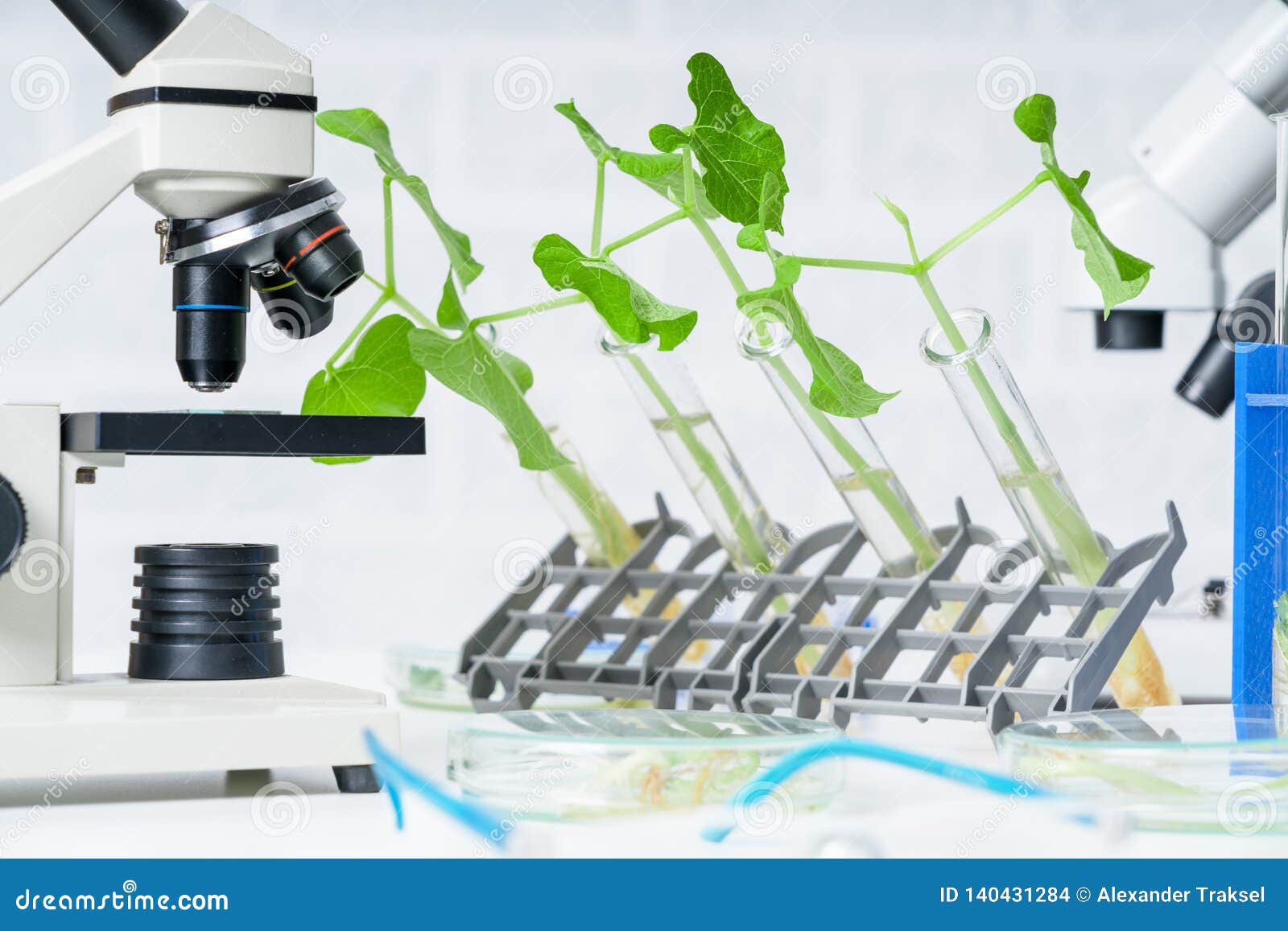 Laboratory Exploring New Methods of Plant Breeding Stock Photo - Image ...