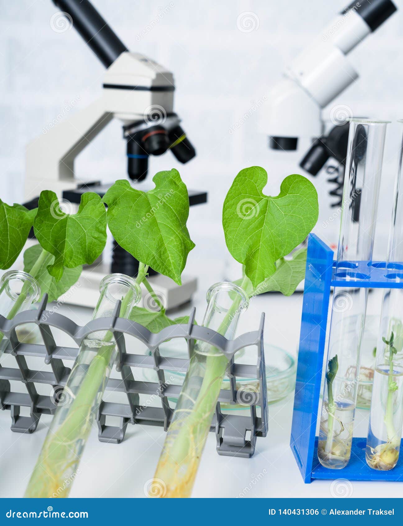 Laboratory Exploring New Methods of Plant Breeding Stock Photo - Image ...