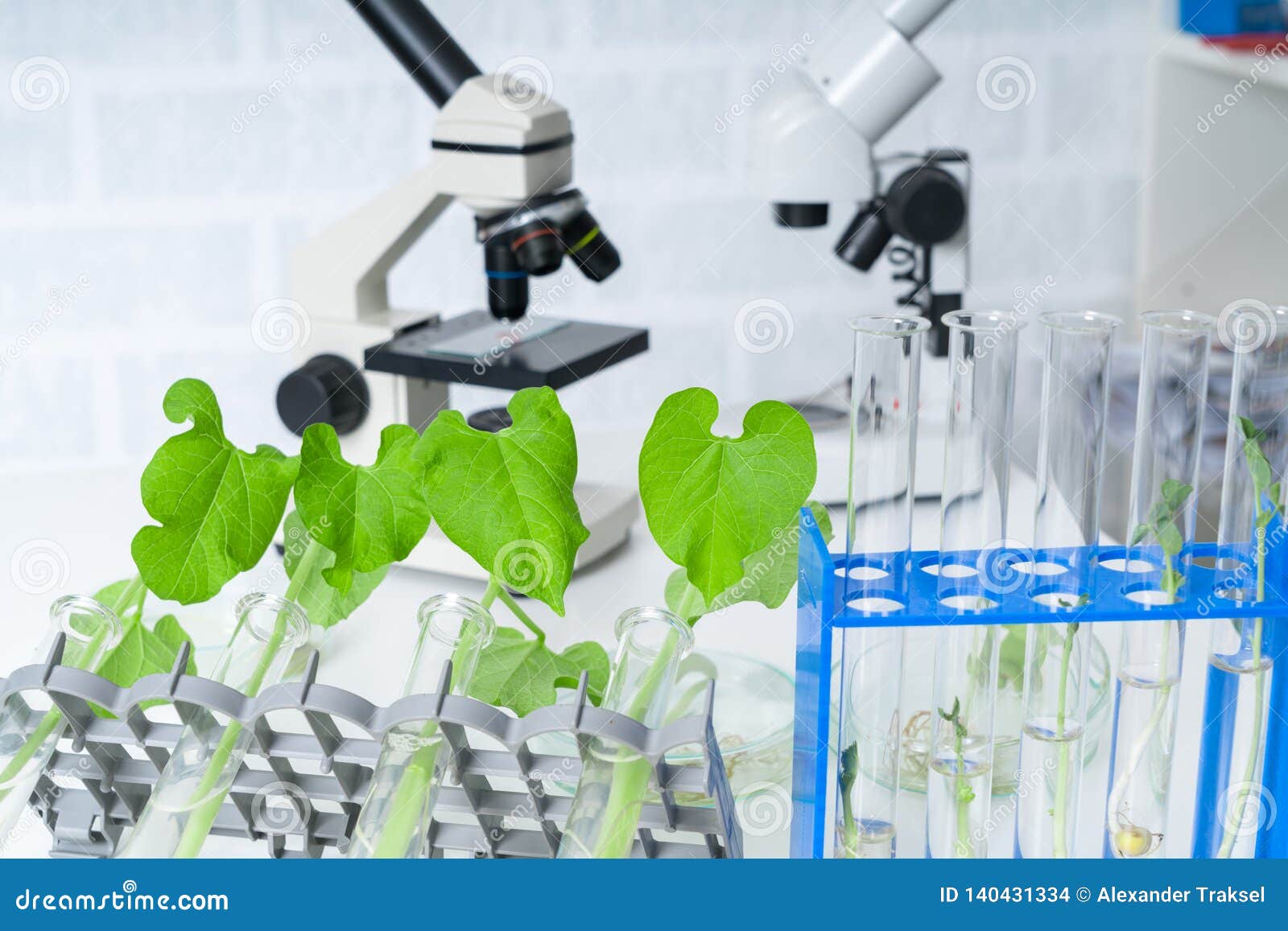 Laboratory Exploring New Methods of Plant Breeding Stock Photo - Image ...