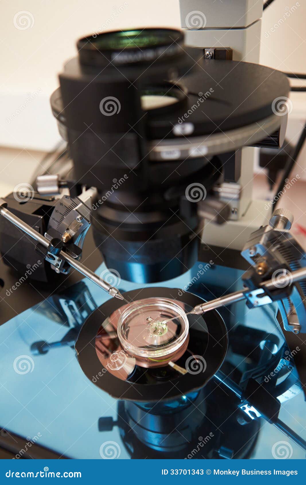 Laboratory Fertilization of Eggs in IVF Treatment Stock Image - Image ...