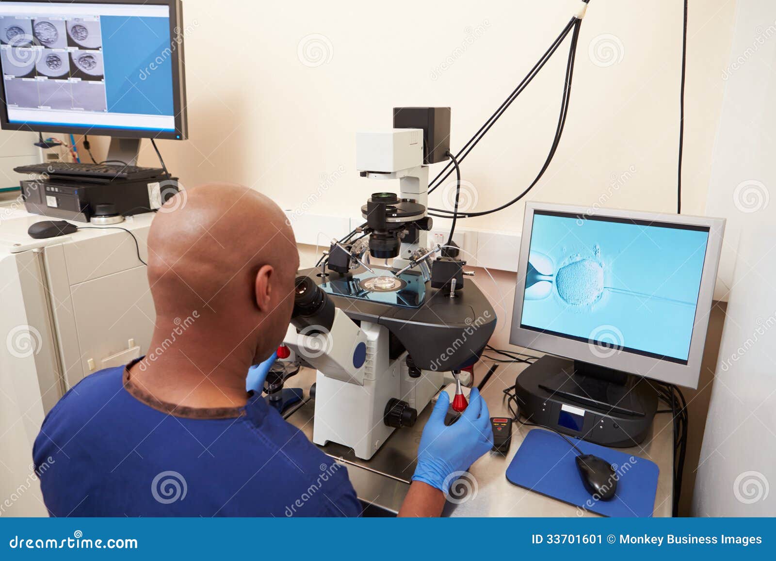 Laboratory Fertilization of Eggs in IVF Treatment Stock Image - Image ...
