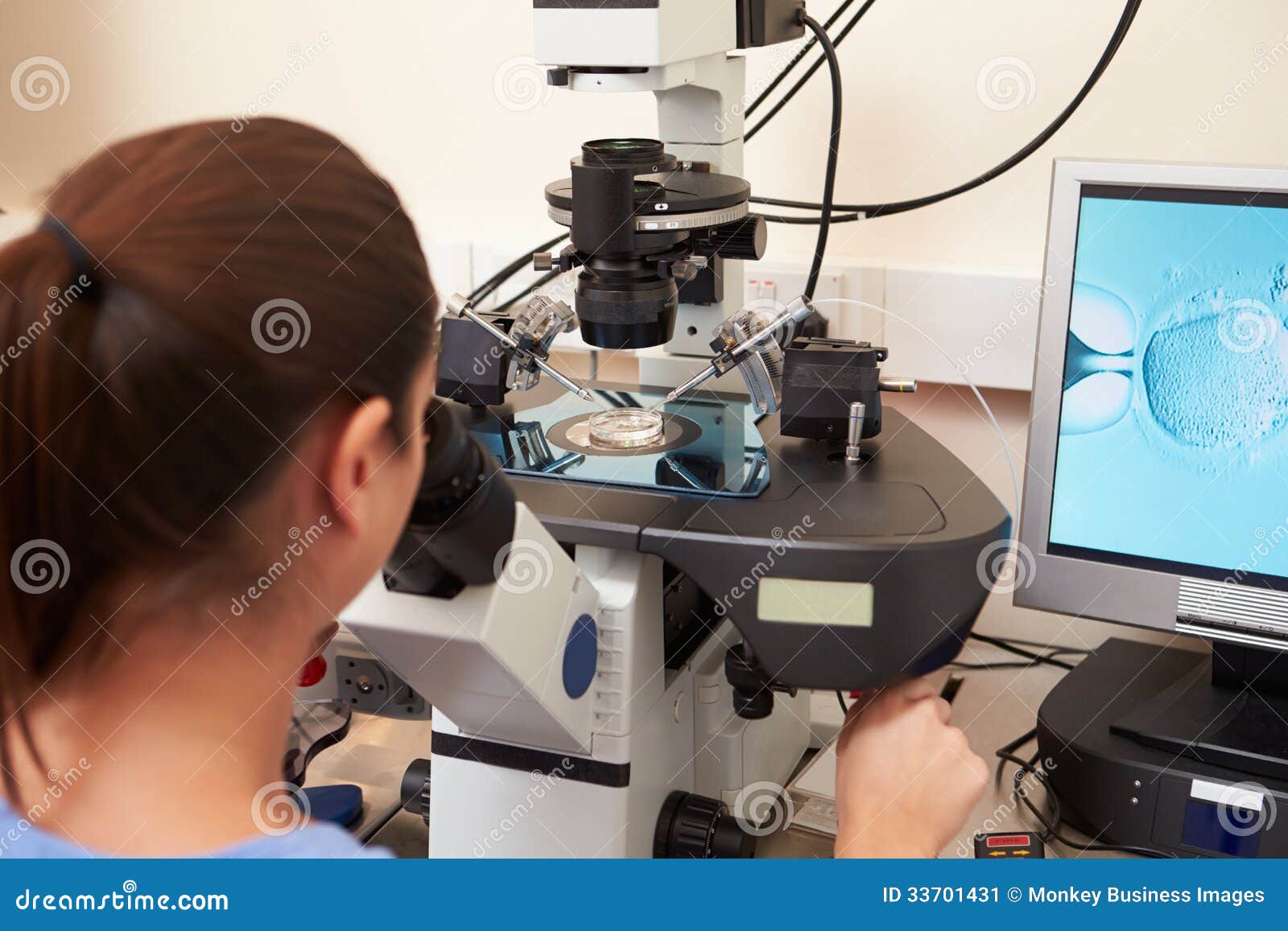 Laboratory Fertilization of Eggs in IVF Treatment Stock Image - Image ...