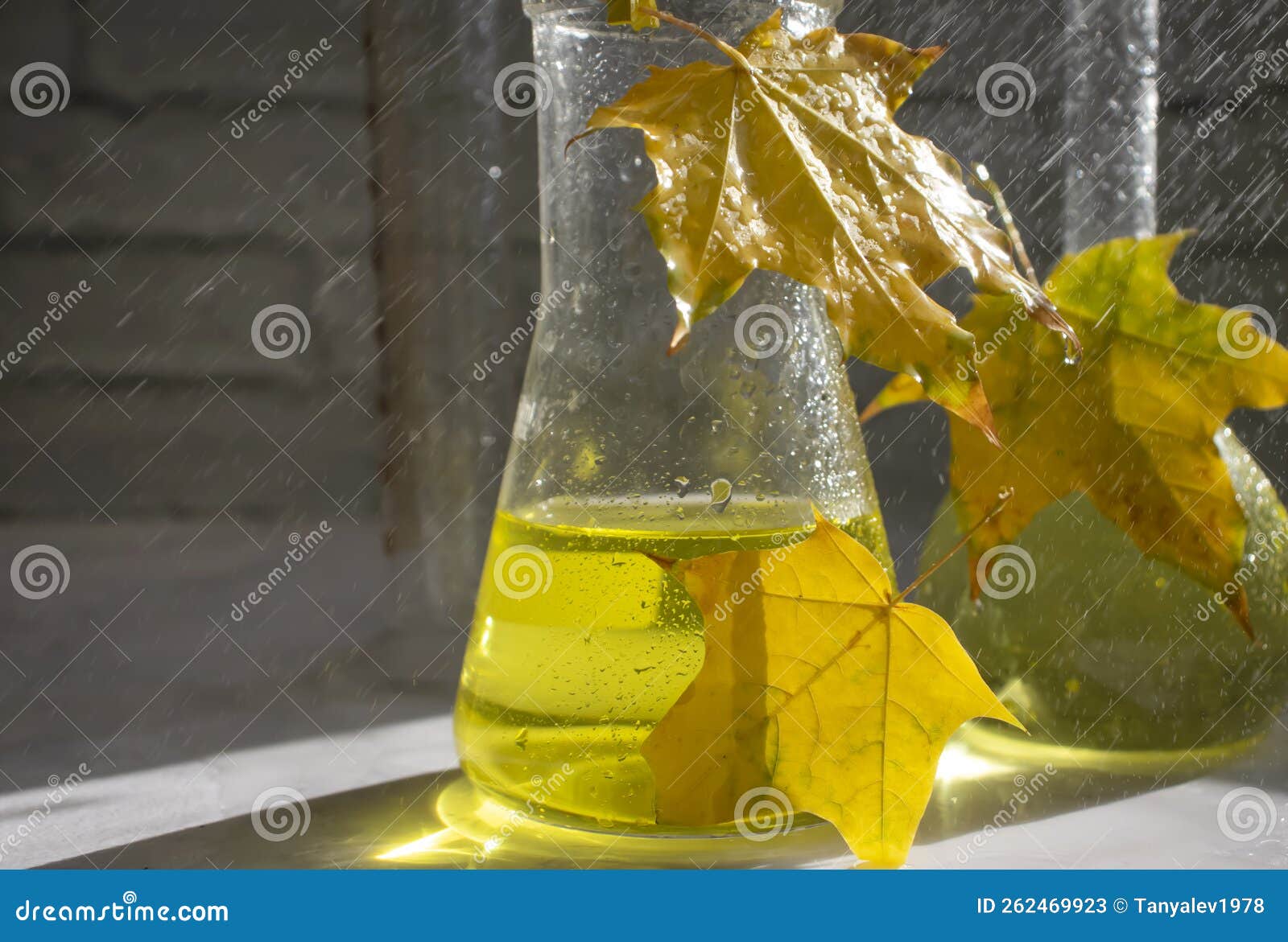 Laboratory Flask Autumn Leaf Biochemistry a Light Background Stock ...