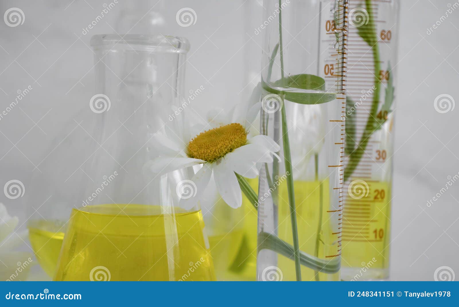Laboratory Flask Chamomile Flower Extract Botany on a Light Background ...