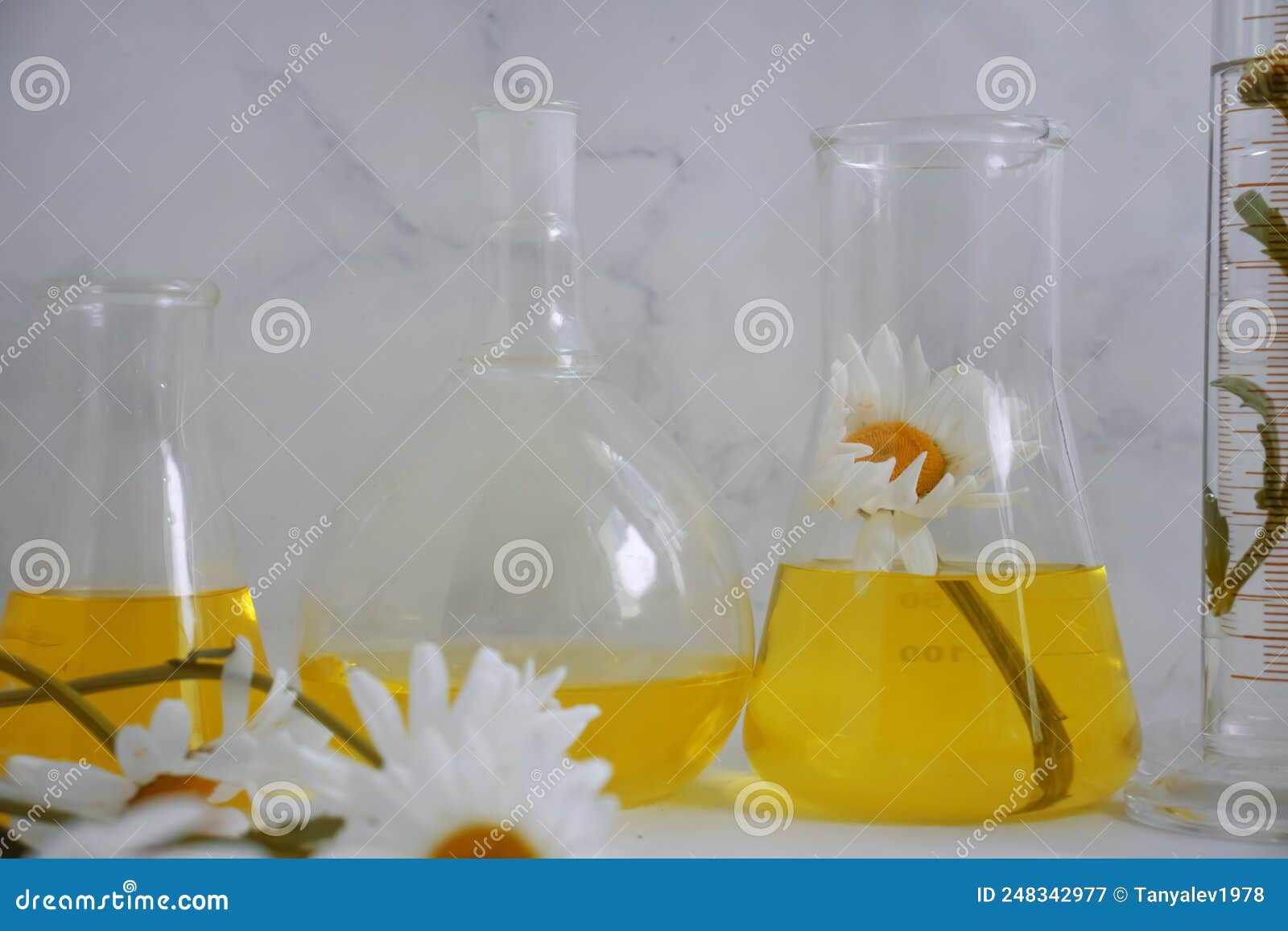 Laboratory Flask Chamomile Plant Biology Therapy Solution Extract ...