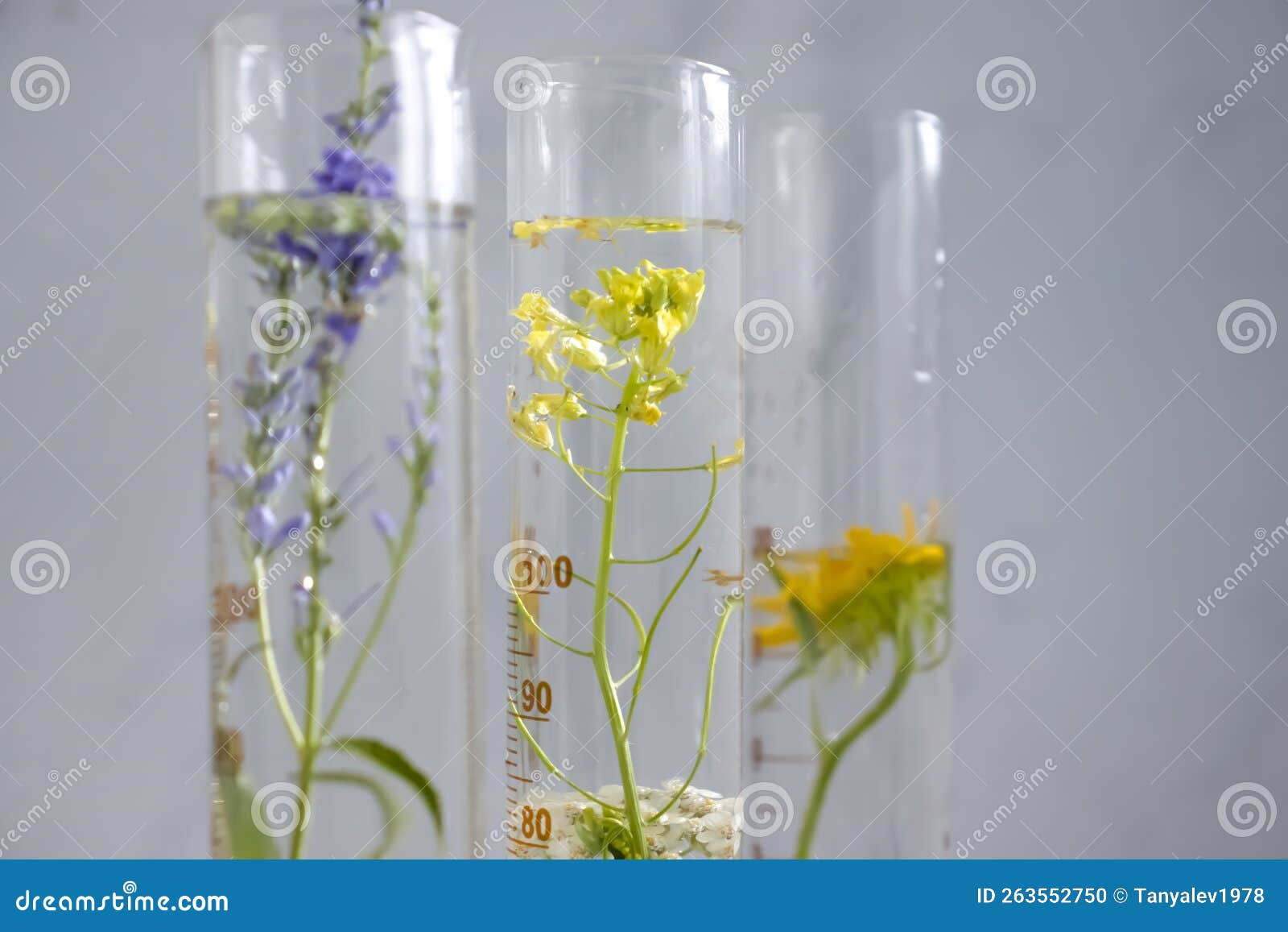 Laboratory Flask, Flower on a Alternative Herbal Environment Stock ...