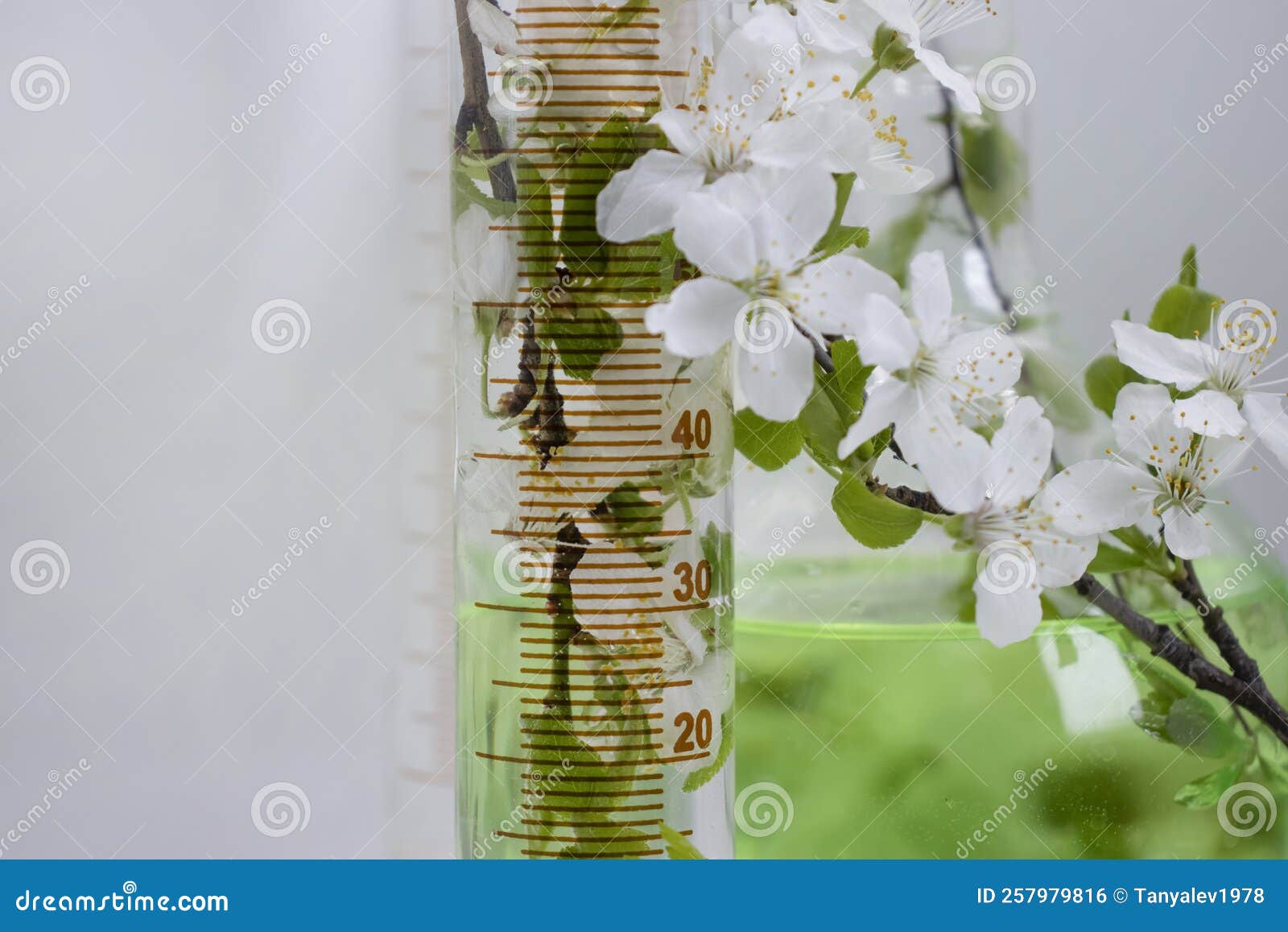 Laboratory Flask Flower Organic a Light Background Stock Photo - Image ...