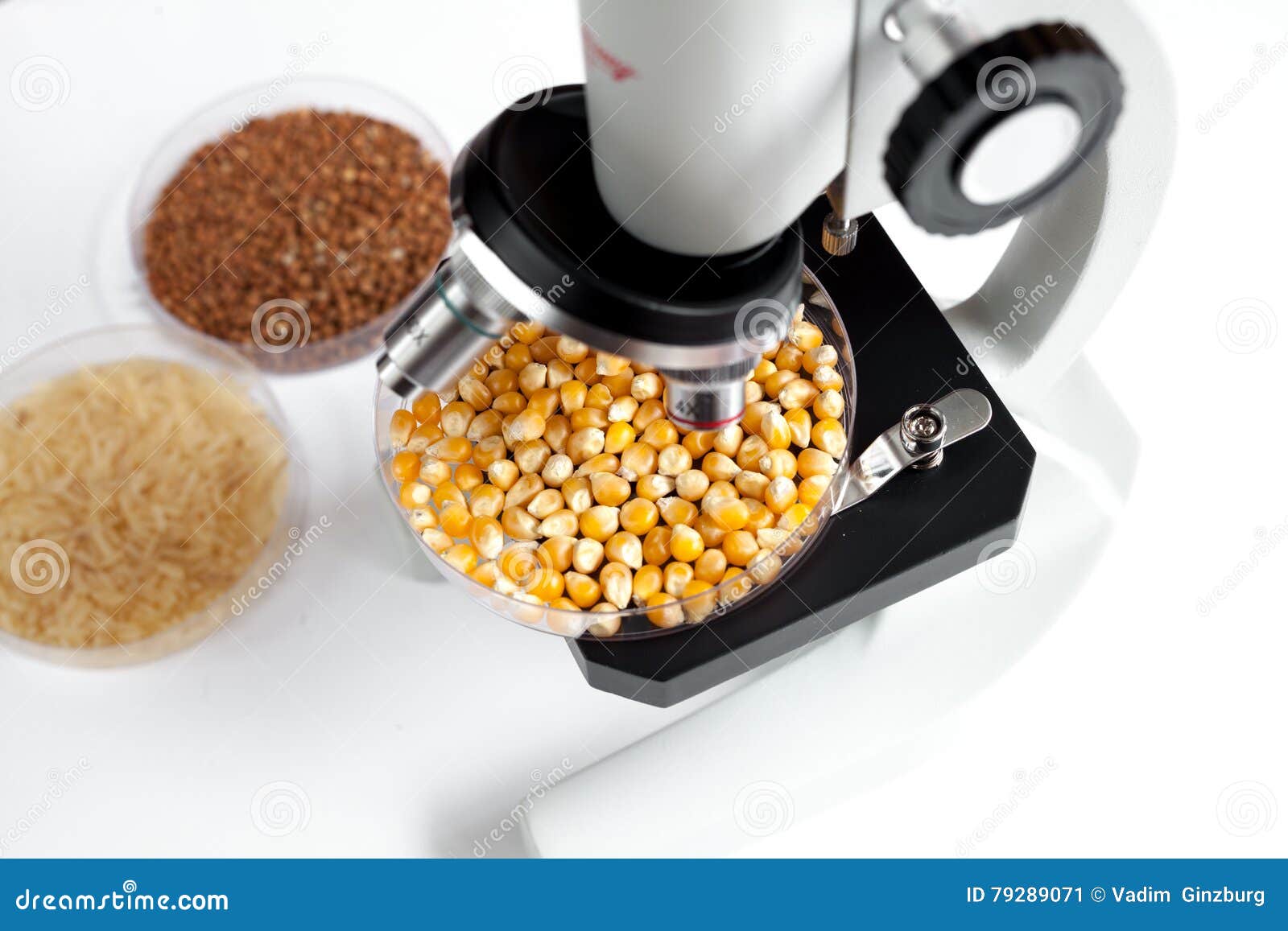 Laboratory for Food Analysis Corn Test No One Stock Image - Image of ...