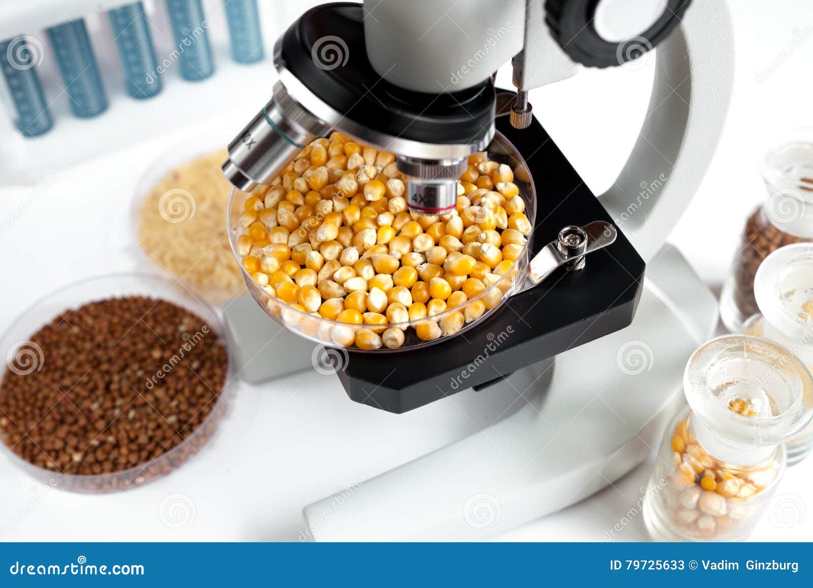 Laboratory for Food Analysis Corn Test No One Stock Image - Image of ...