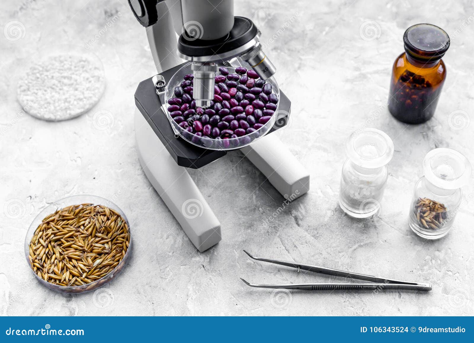 Laboratory for Food Analysis. Red Beans Under the Microscope on Grey ...