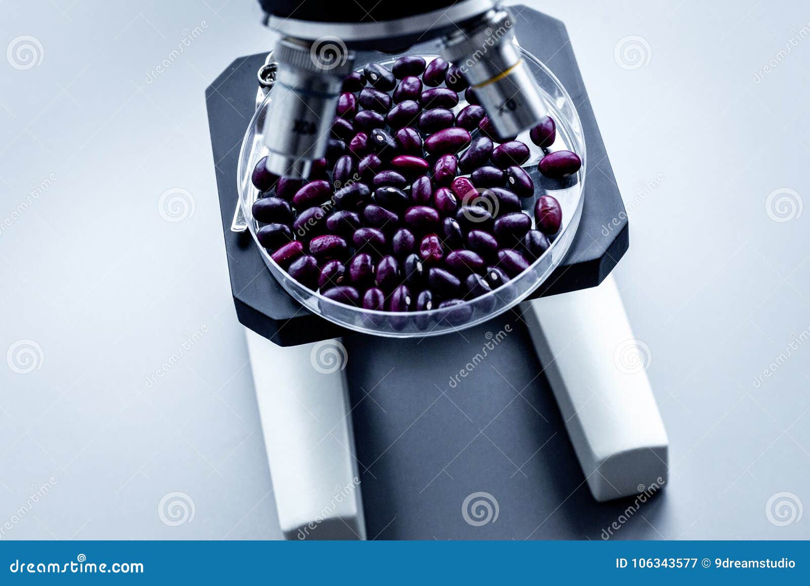 Laboratory for Food Analysis. Red Beans Under the Microscope on Grey ...