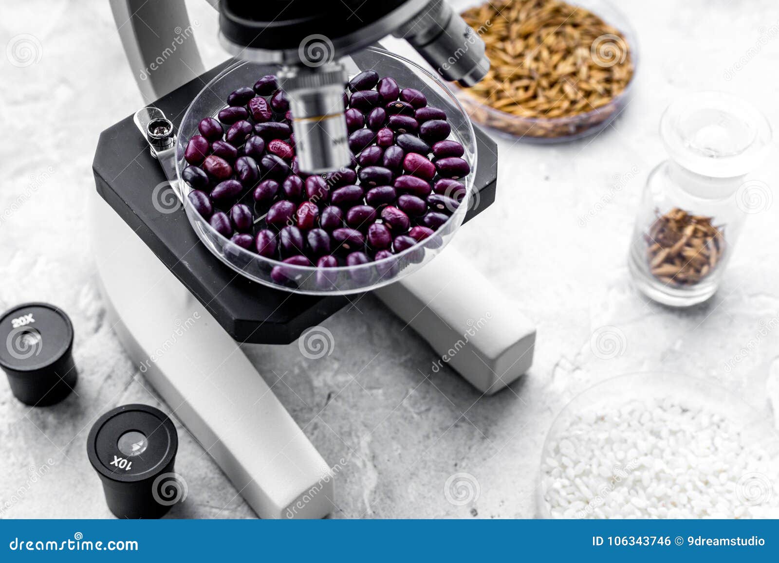 Laboratory for Food Analysis. Red Beans Under the Microscope on Grey ...