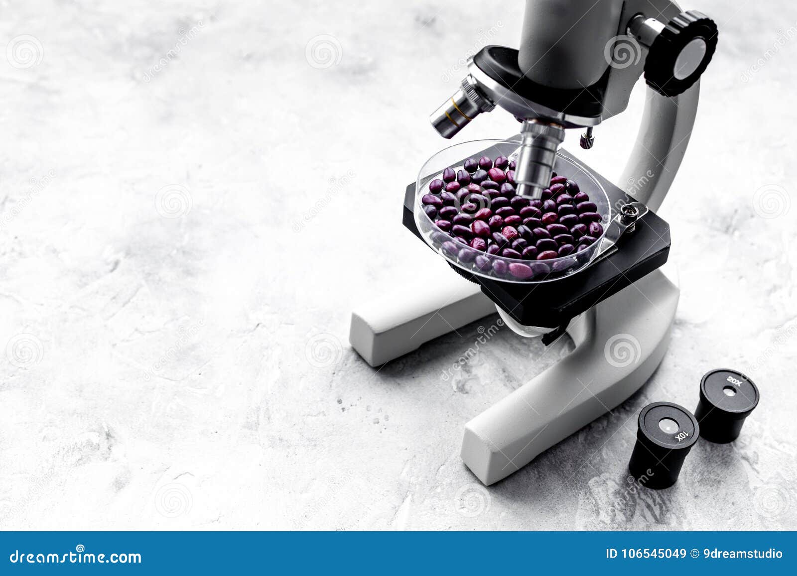 Laboratory for Food Analysis. Red Beans Under the Microscope on Grey ...