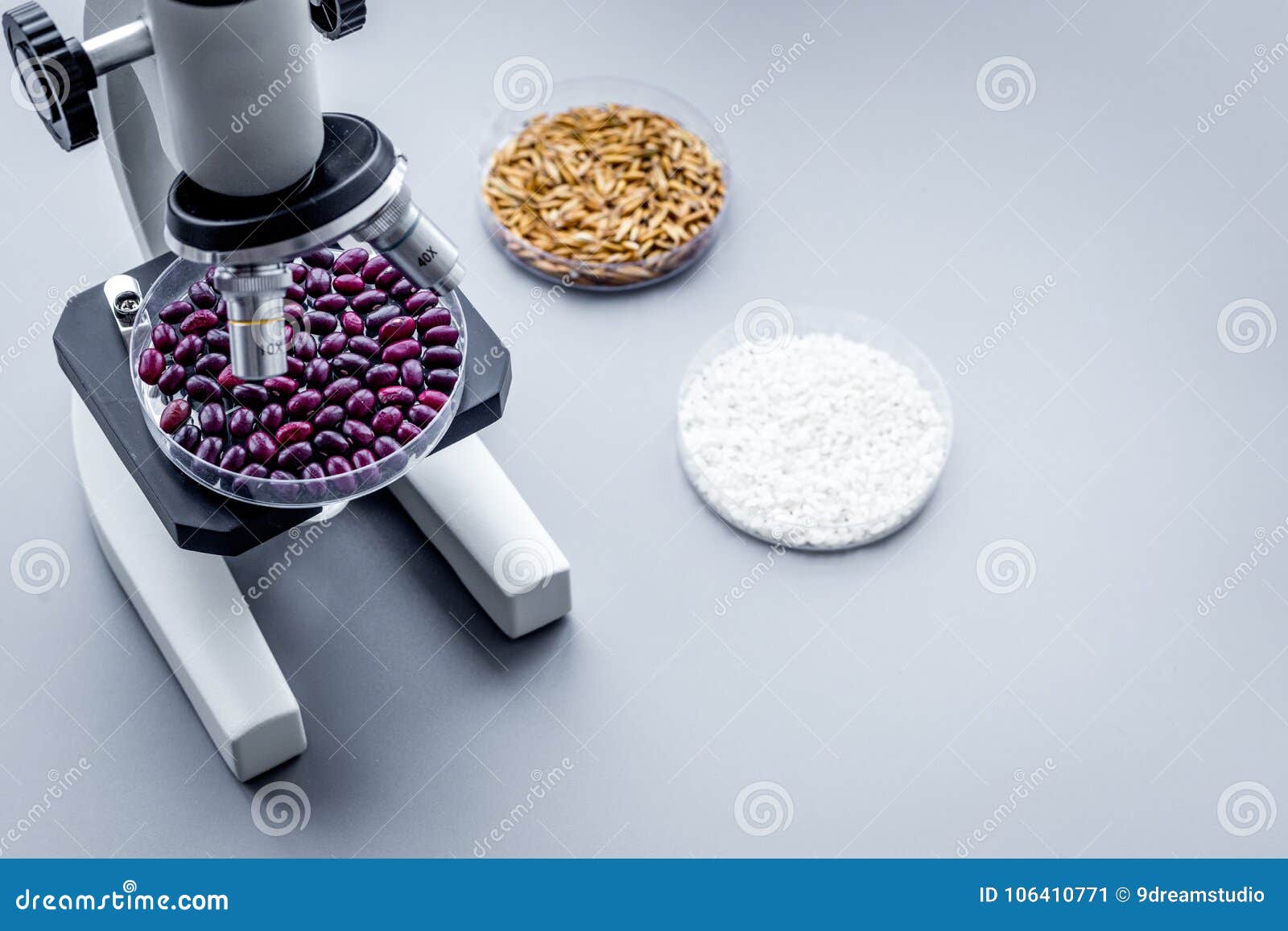 Laboratory for Food Analysis. Red Beans Under the Microscope on Grey ...