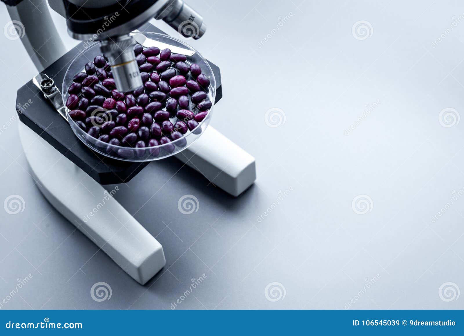 Laboratory for Food Analysis. Red Beans Under the Microscope on Grey ...