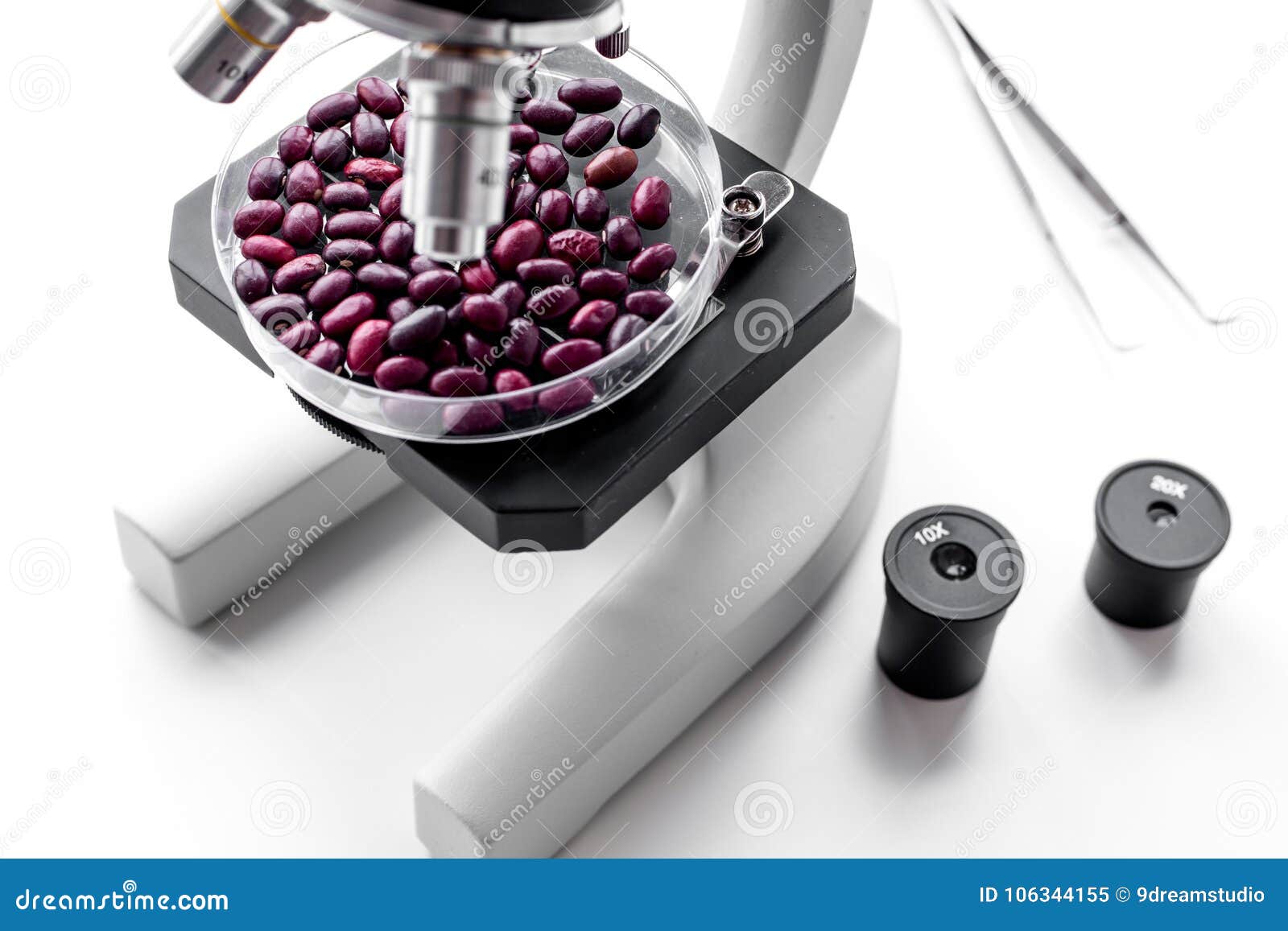 Laboratory for Food Analysis. Red Beans Under the Microscope on White ...