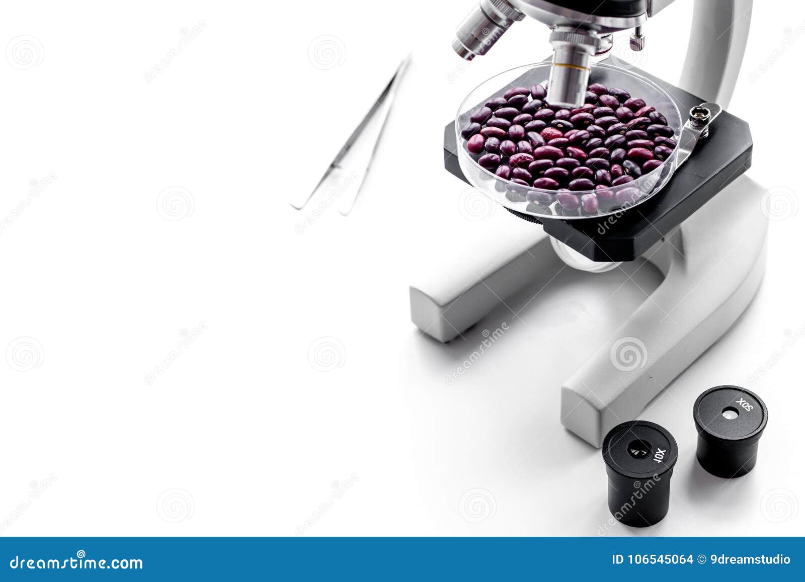 Laboratory for Food Analysis. Red Beans Under the Microscope on White ...