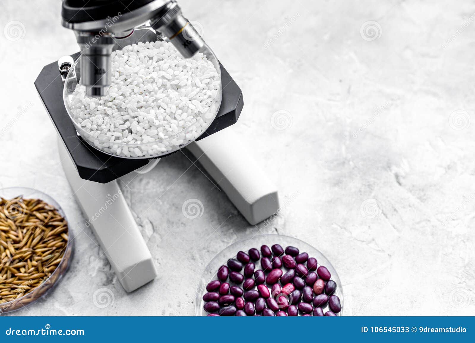 Laboratory for Food Analysis. Rice Under the Microscope on Grey ...