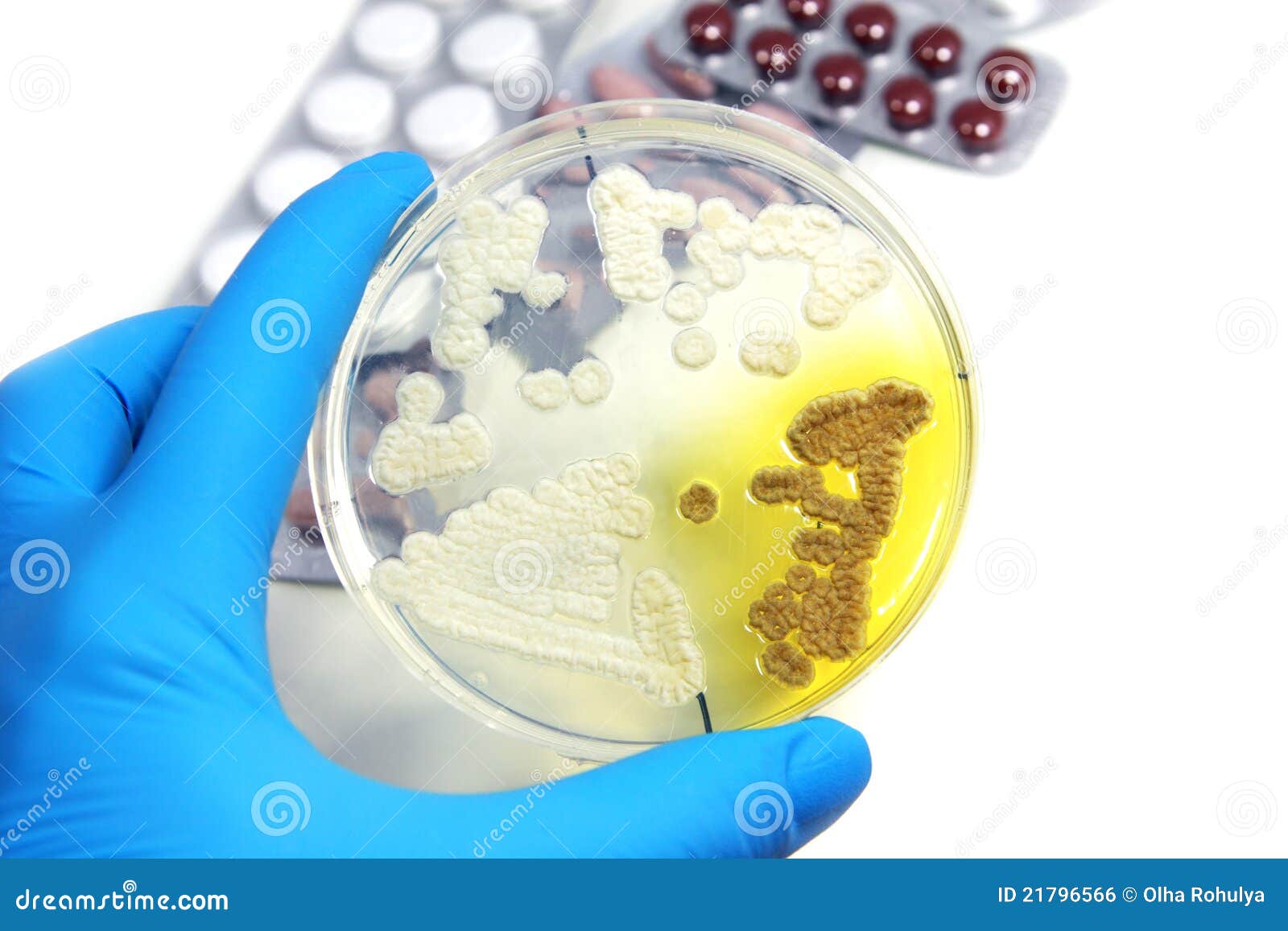 Laboratory fungi stock photo. Image of genetics, pills - 21796566