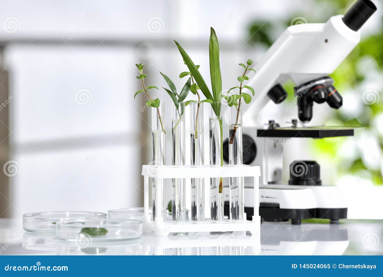 Laboratory Glassware with Different Plants and Microscope on Table ...