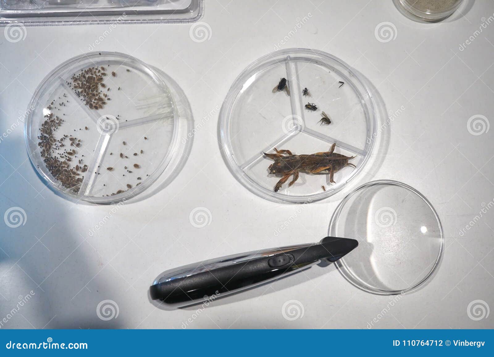 Laboratory Glassware with Insects Stock Photo - Image of cultivation ...