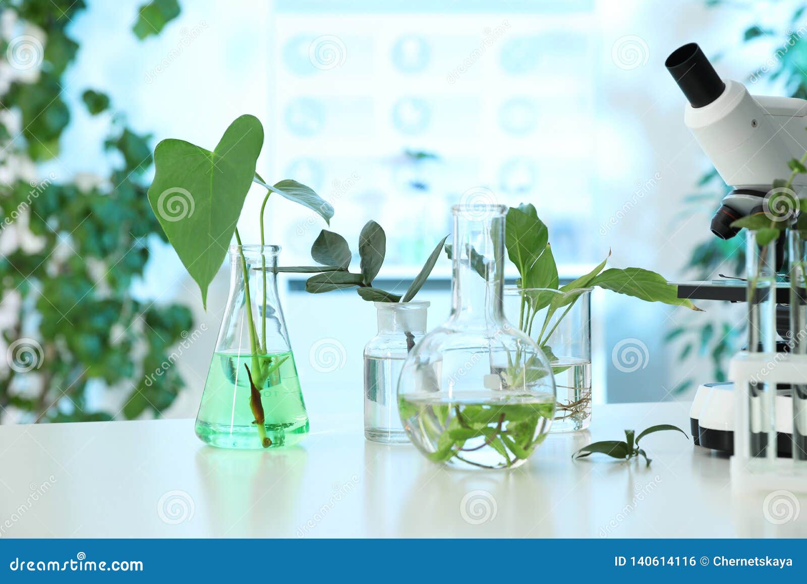 Laboratory Glassware with Plants and Microscope on Table. Stock Photo ...