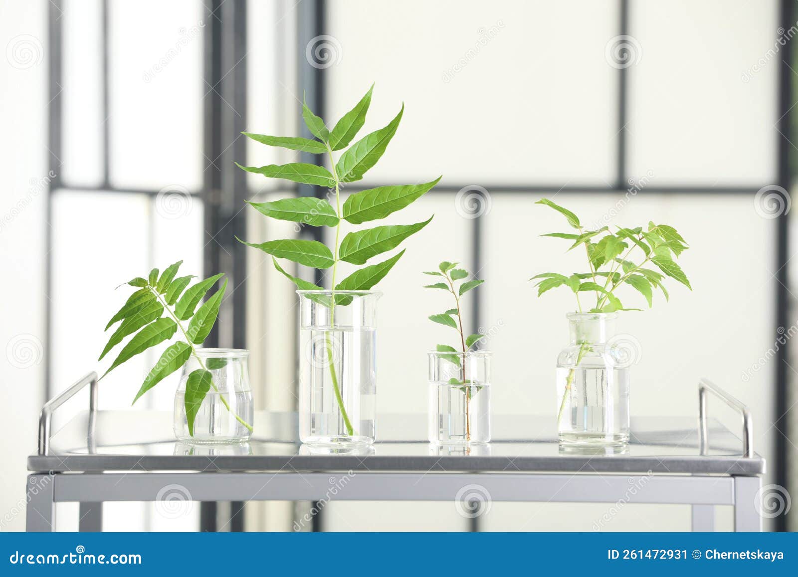 Laboratory Glassware with Plants on Metal Table Stock Image - Image of ...