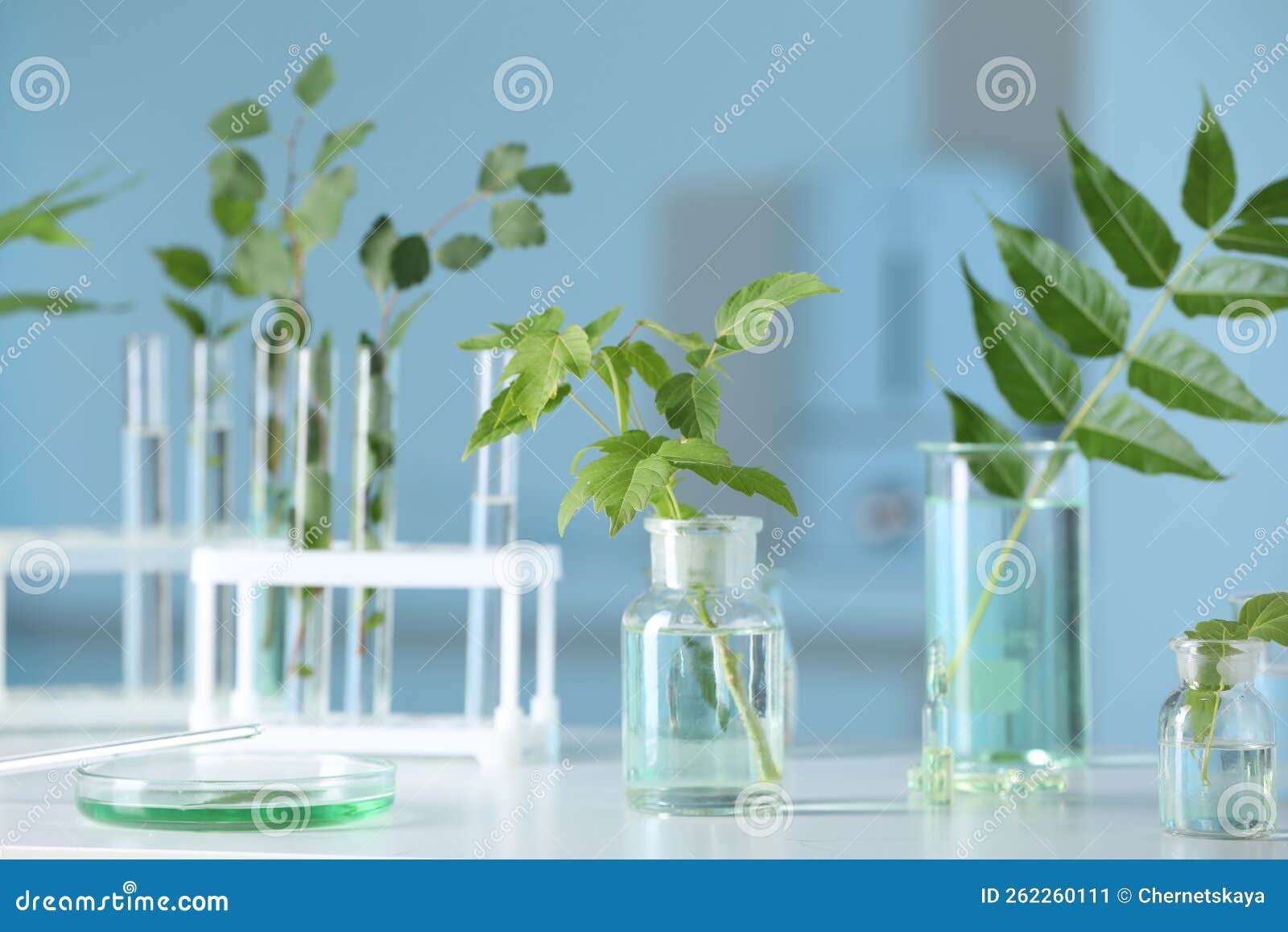 Laboratory Glassware with Plants on White Table Stock Image - Image of ...