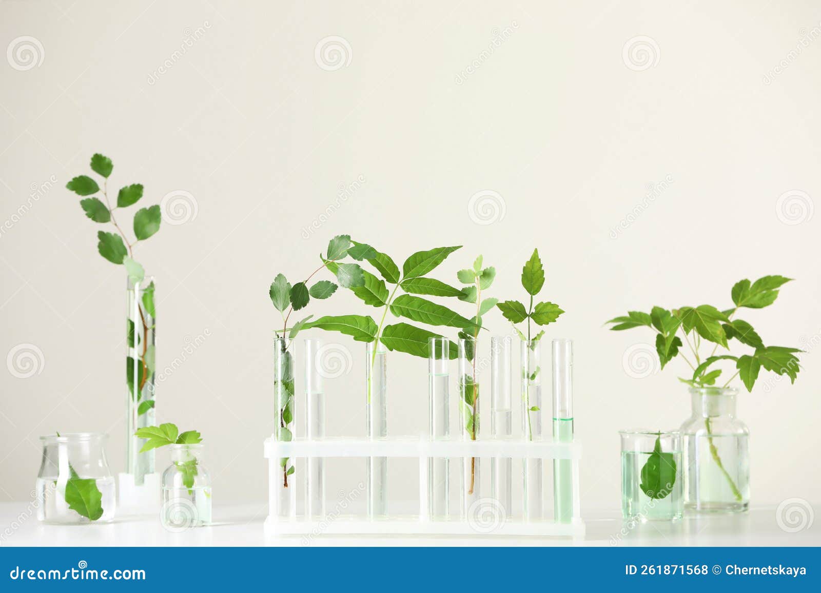 Laboratory Glassware with Plants on White Table Stock Photo - Image of ...