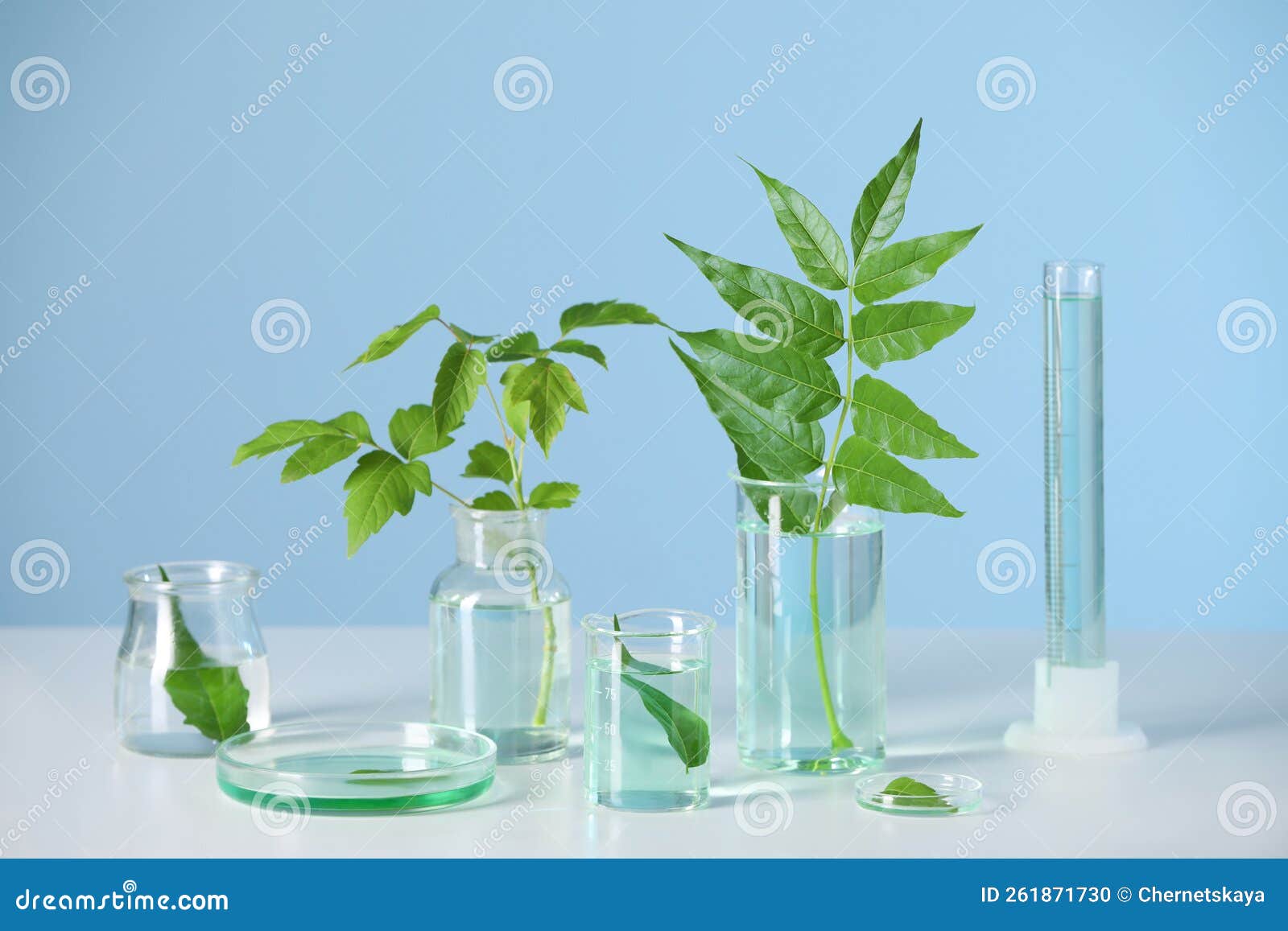 Laboratory Glassware with Plants on White Table Stock Photo - Image of ...