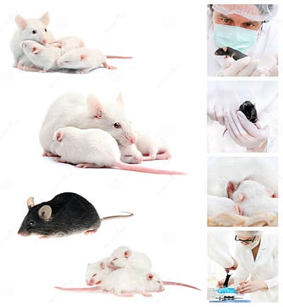 Laboratory mice; collage stock photo. Image of observation - 20262074