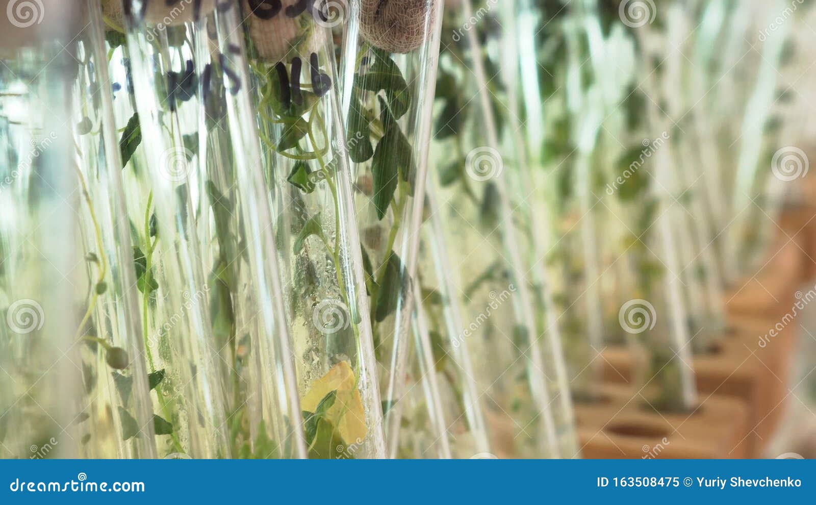 Test Tube with a Plant in a Male Hand Stock Video - Video of ...