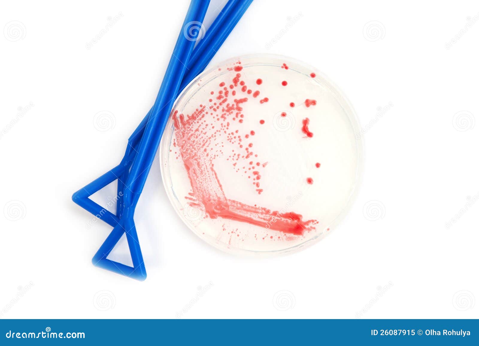 Laboratory Microorganisms Microscope Royalty-Free Stock Image ...