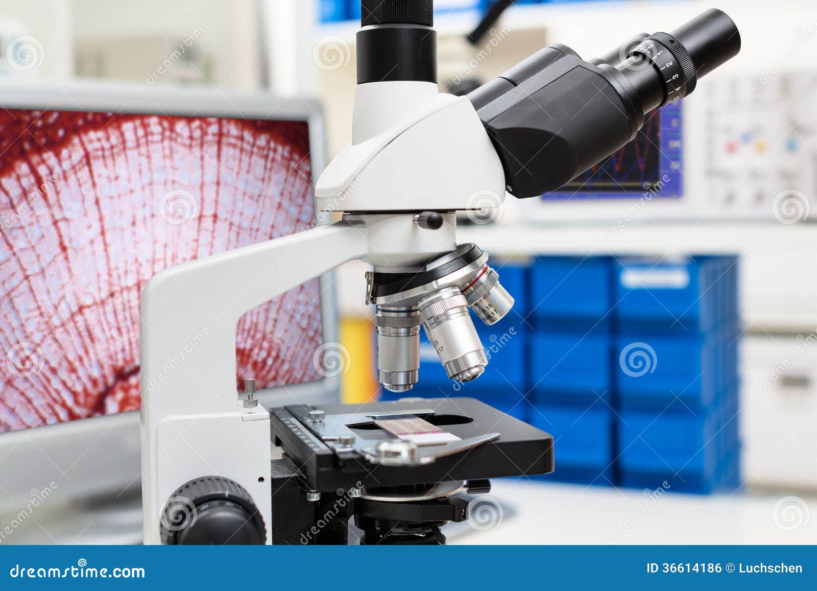 Laboratory Microscope Image Cells on the Monitor Stock Photo - Image of ...