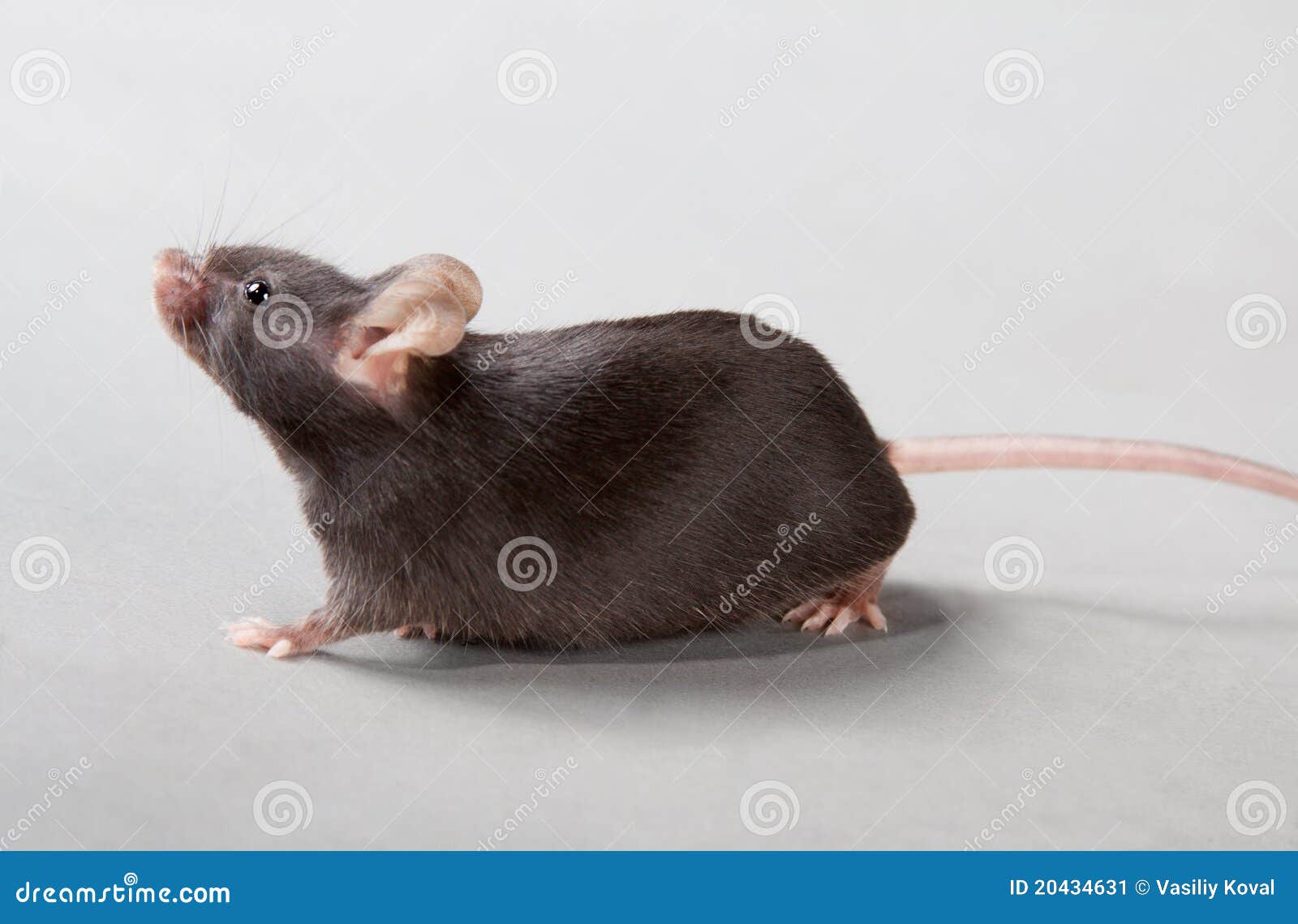 Laboratory Mouse Under The Microscope Stock Photo | CartoonDealer.com ...