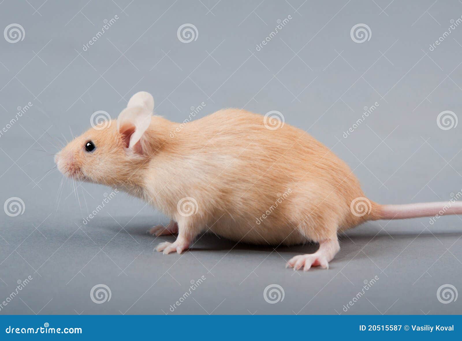 Laboratory Mouse Under The Microscope Stock Photo | CartoonDealer.com ...