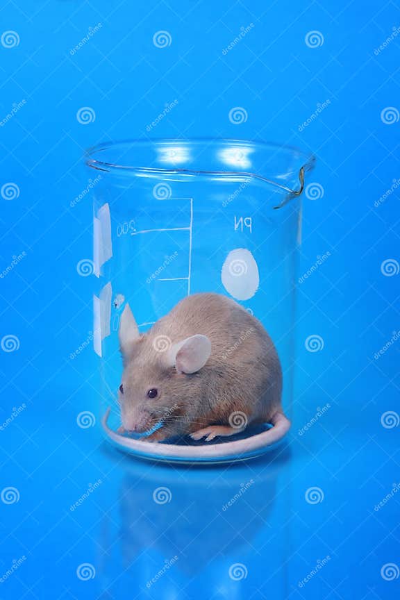 Laboratory mouse stock image. Image of genetic, test, mammal - 2102911